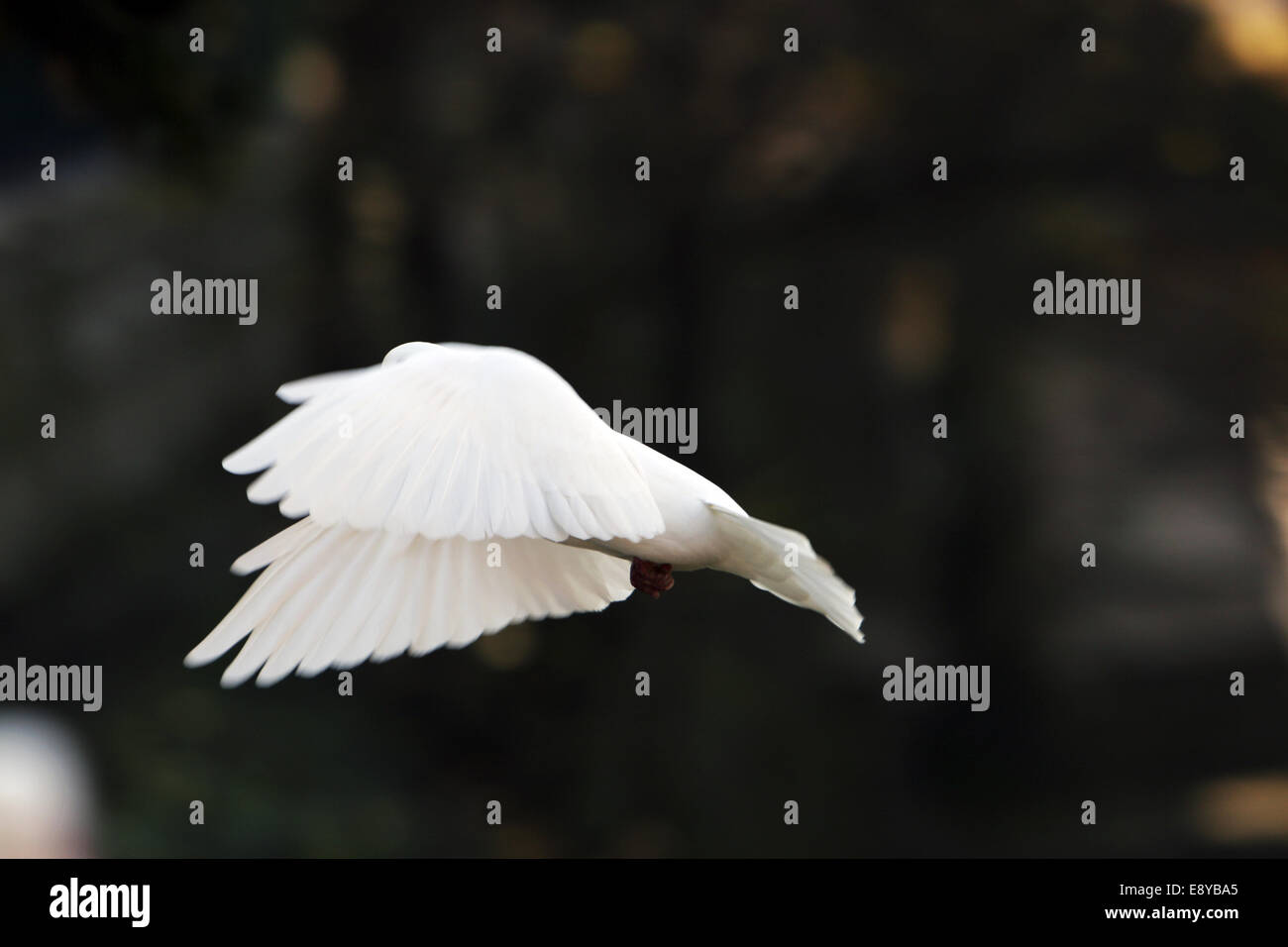 Dove flapping wings hi-res stock photography and images - Alamy