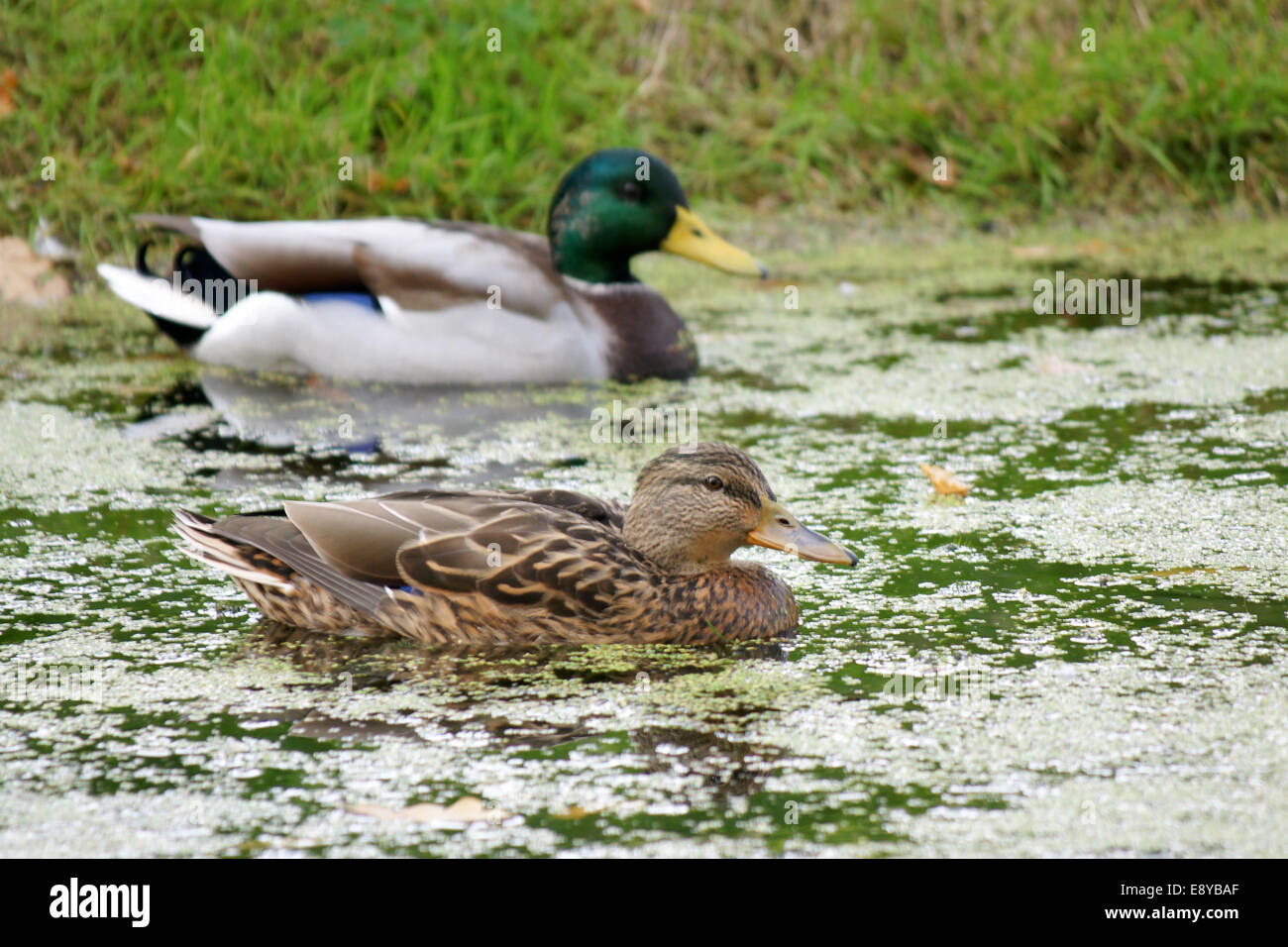 Outdoor ducks swimming hi-res stock photography and images - Alamy