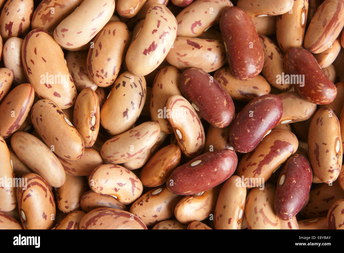 Germination haricot hi-res stock photography and images - Alamy