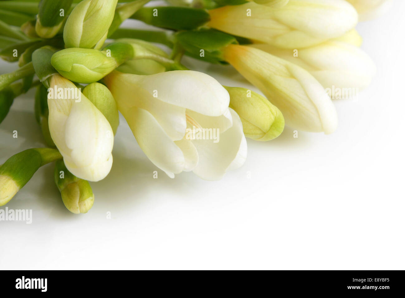 White freesia hi-res stock photography and images - Alamy