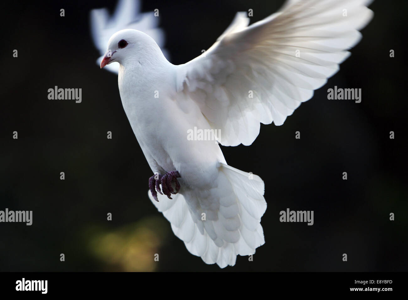 Dove flapping wings hi-res stock photography and images - Alamy