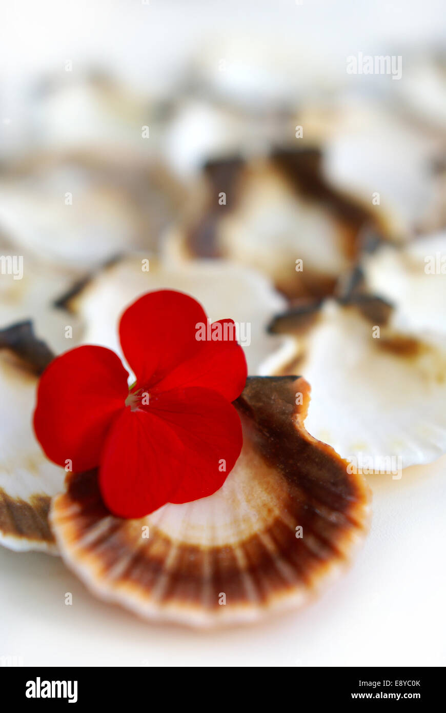 Cockleshells and a flower Stock Photo - Alamy