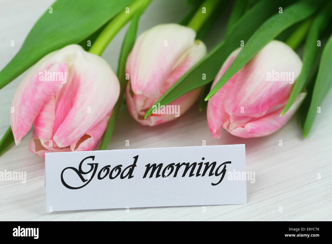 Good morning card pink tulips hi-res stock photography and images - Alamy