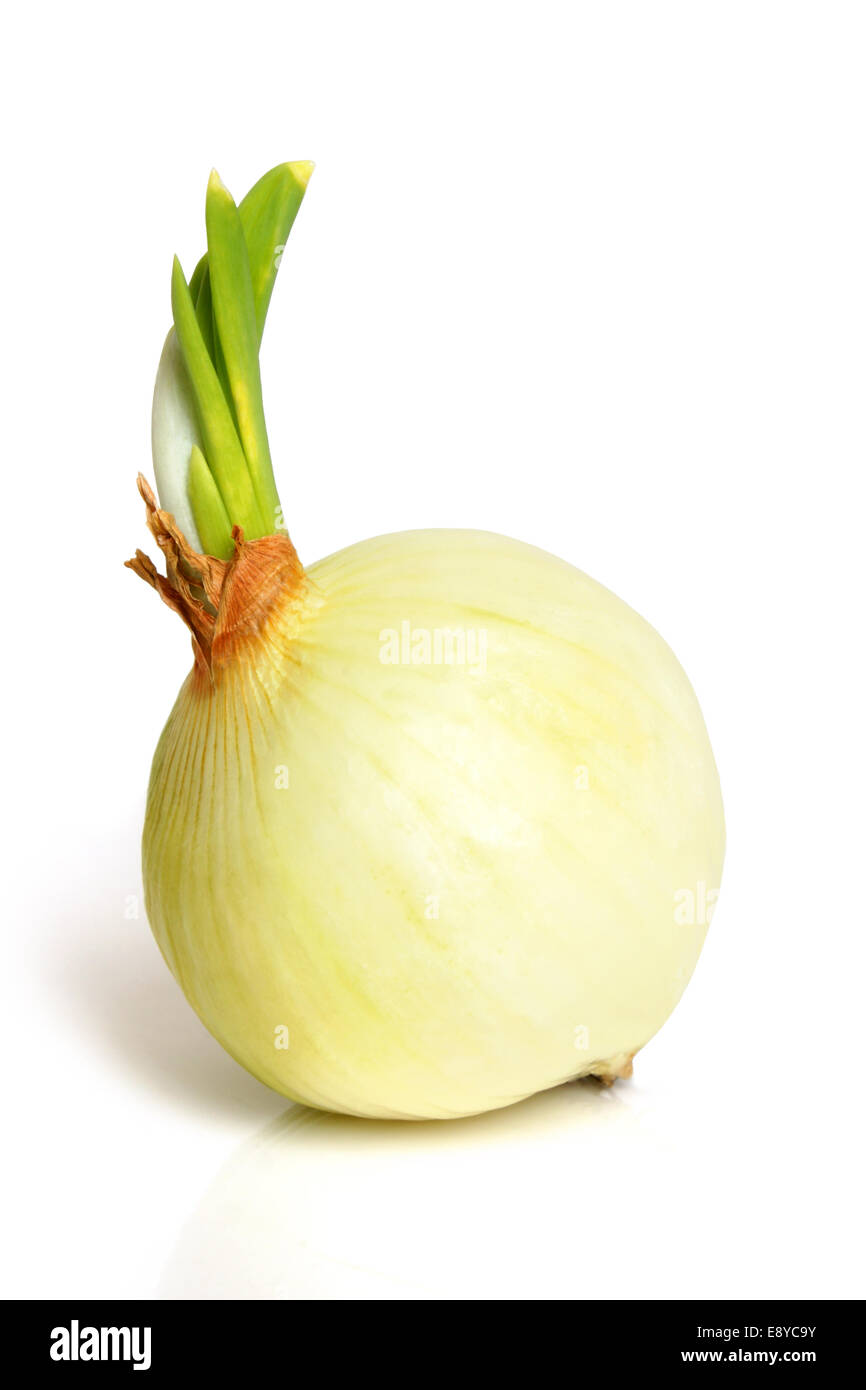 One large onion hi-res stock photography and images - Alamy