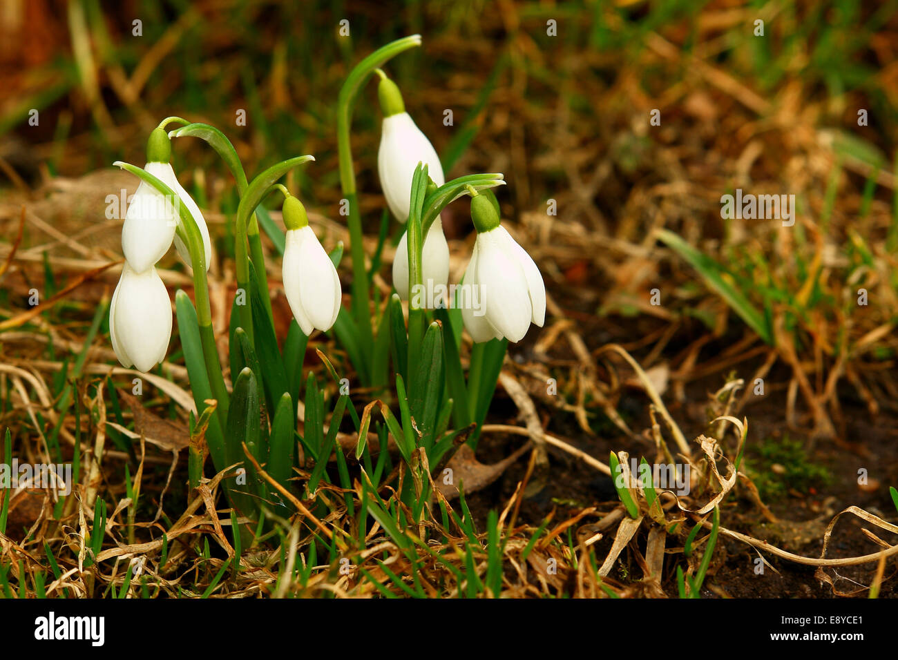 Flowers single spray hi-res stock photography and images - Alamy