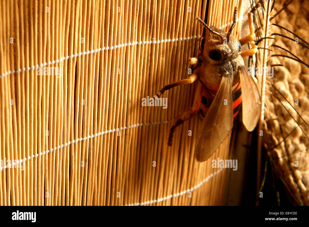 Housefly flying hi-res stock photography and images - Alamy