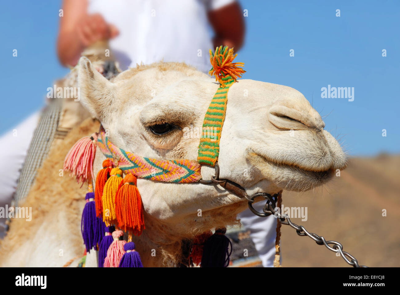 Camel chain hi-res stock photography and images - Alamy