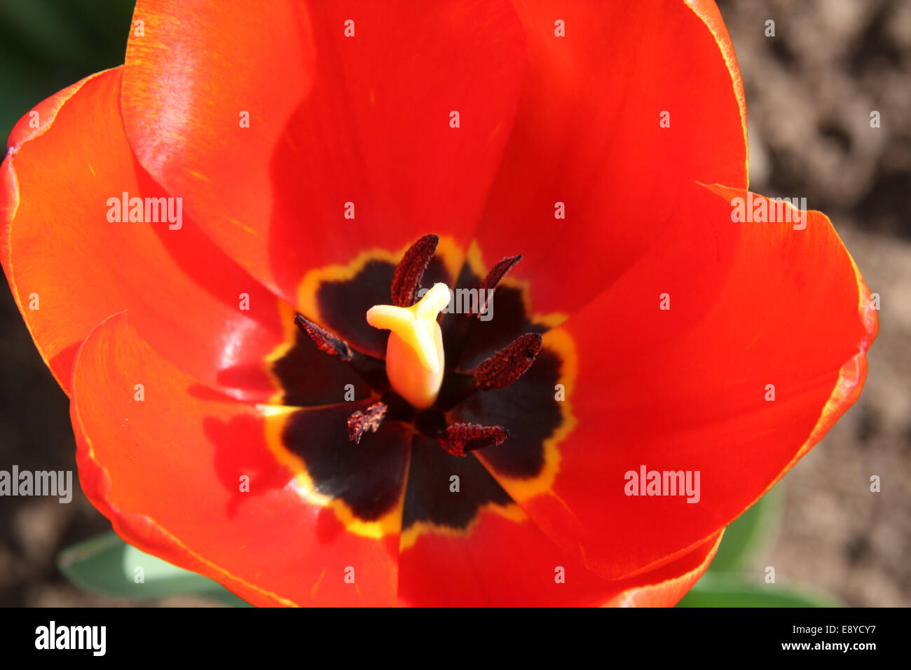 Close-up of red tulip. Parade variety Stock Photo - Alamy