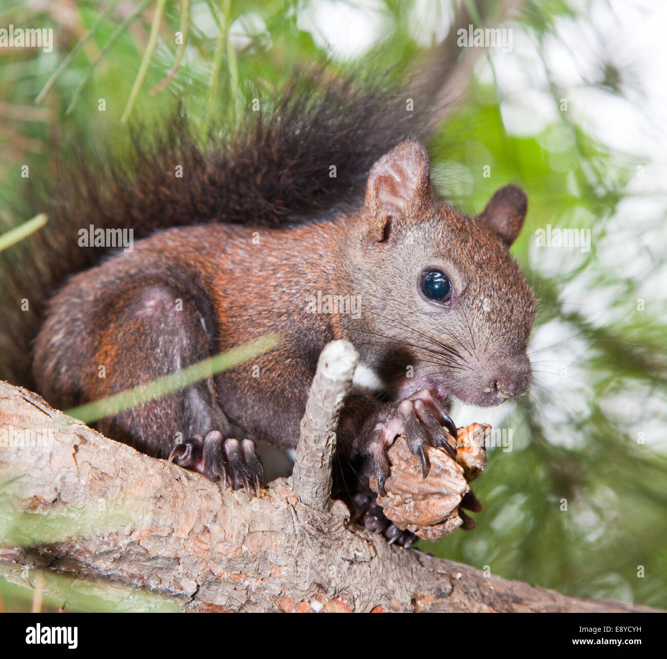 Squirrel paw grey hi-res stock photography and images - Alamy