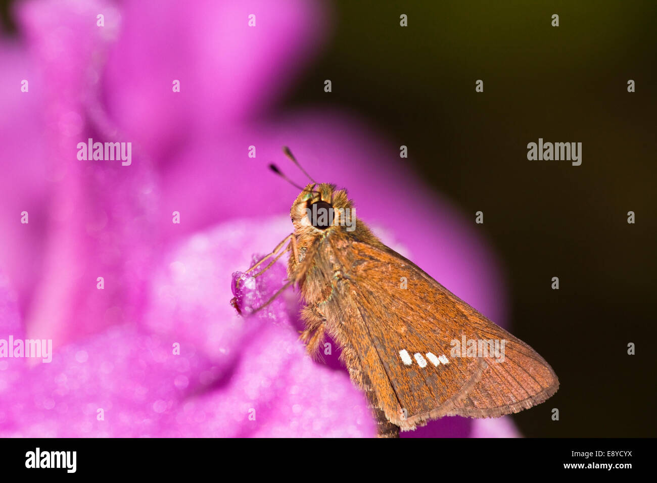 Papilionaceous hi-res stock photography and images - Alamy