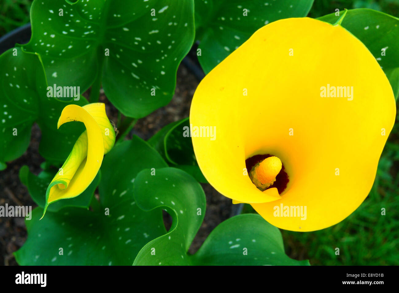 Gold calla hi-res stock photography and images - Alamy
