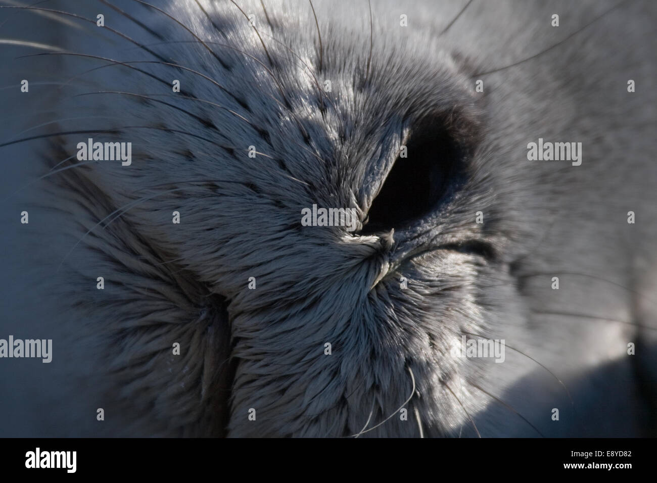 baby seal nose Stock Photo - Alamy