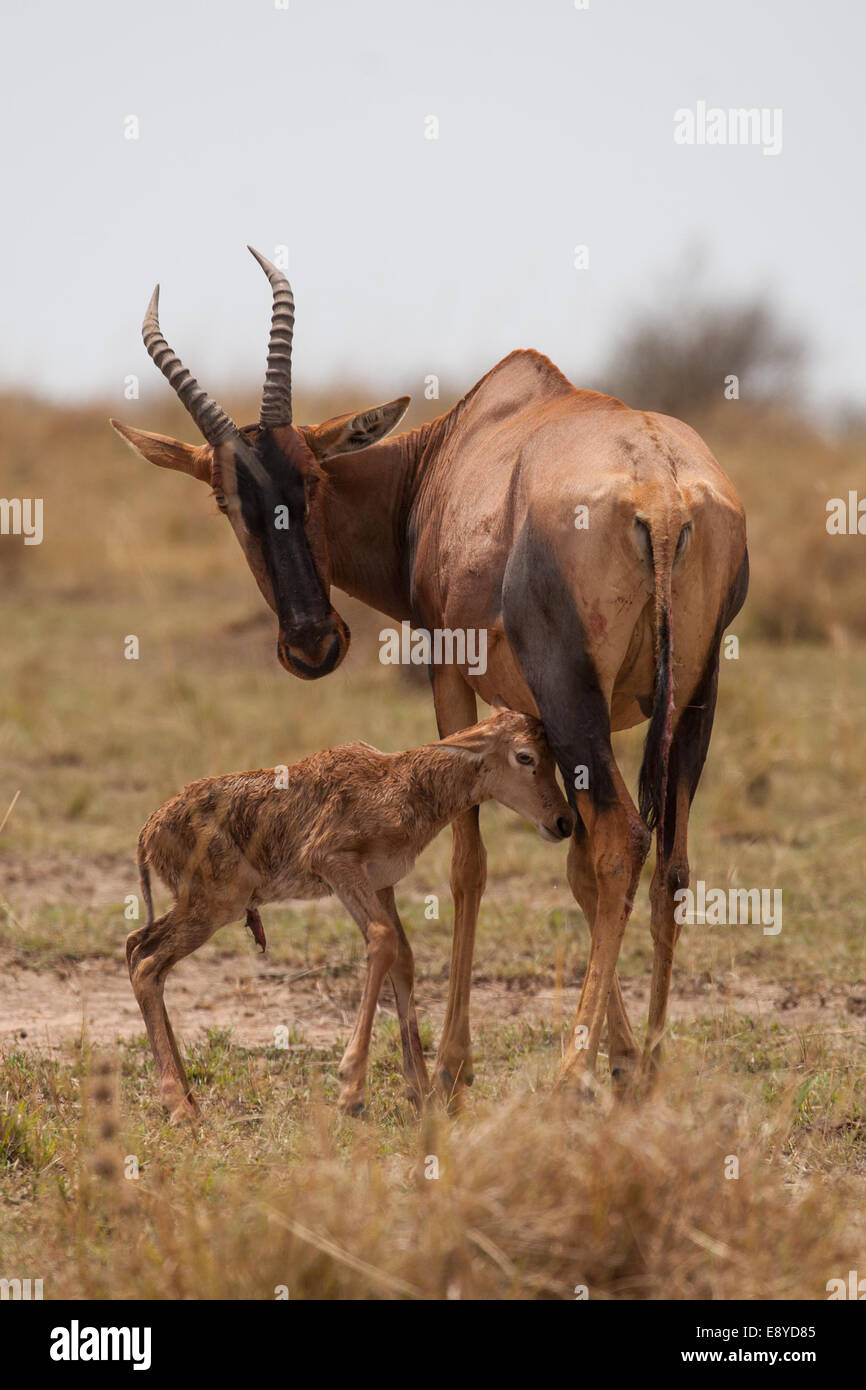 Topi and newborn calf Stock Photo - Alamy