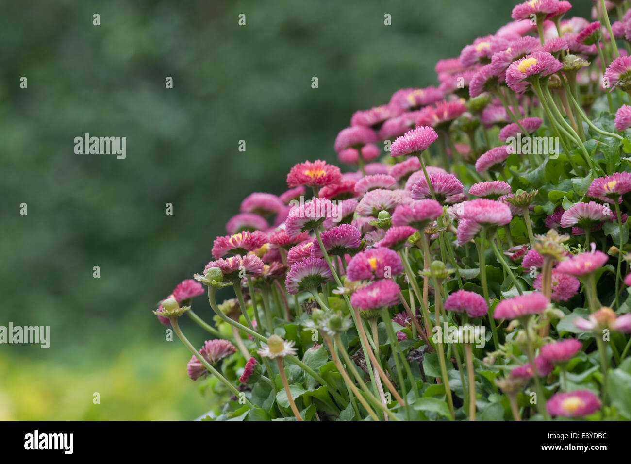 Giant yellow daisy hi-res stock photography and images - Alamy