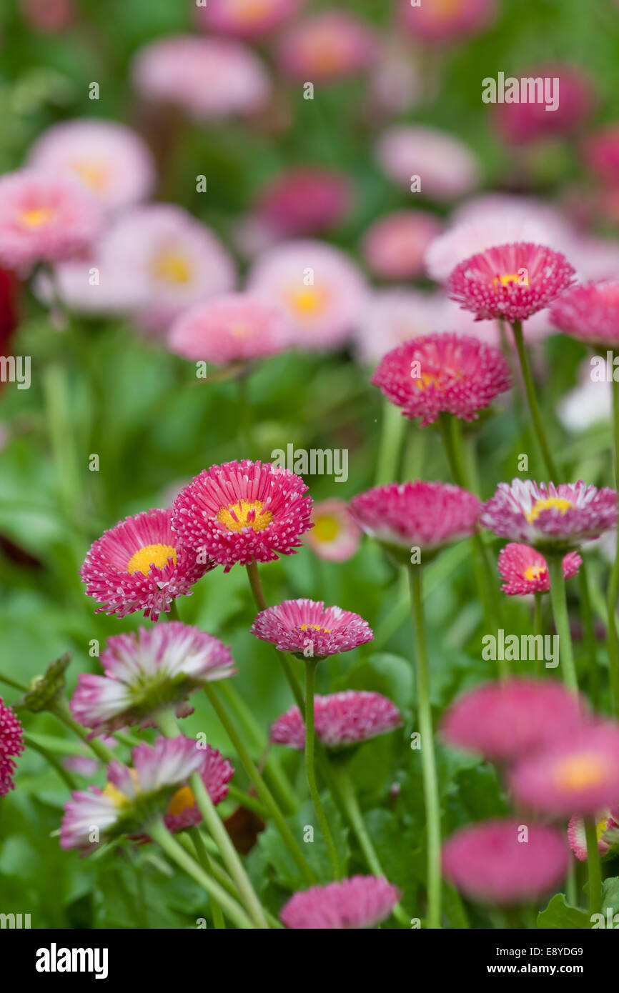 Giant yellow daisy hi-res stock photography and images - Alamy