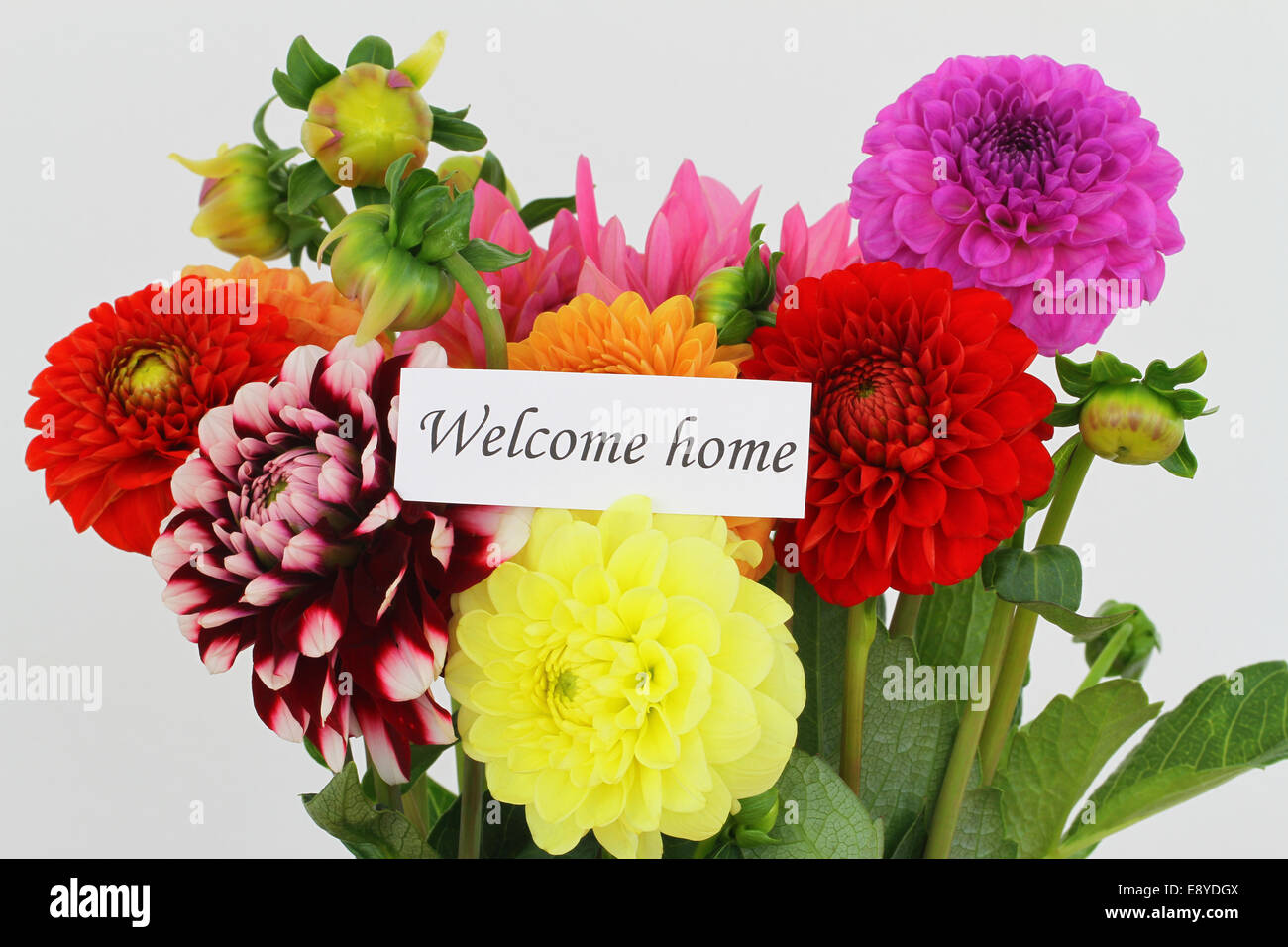 Welcome home card with colorful dahlia flowers Stock Photo - Alamy