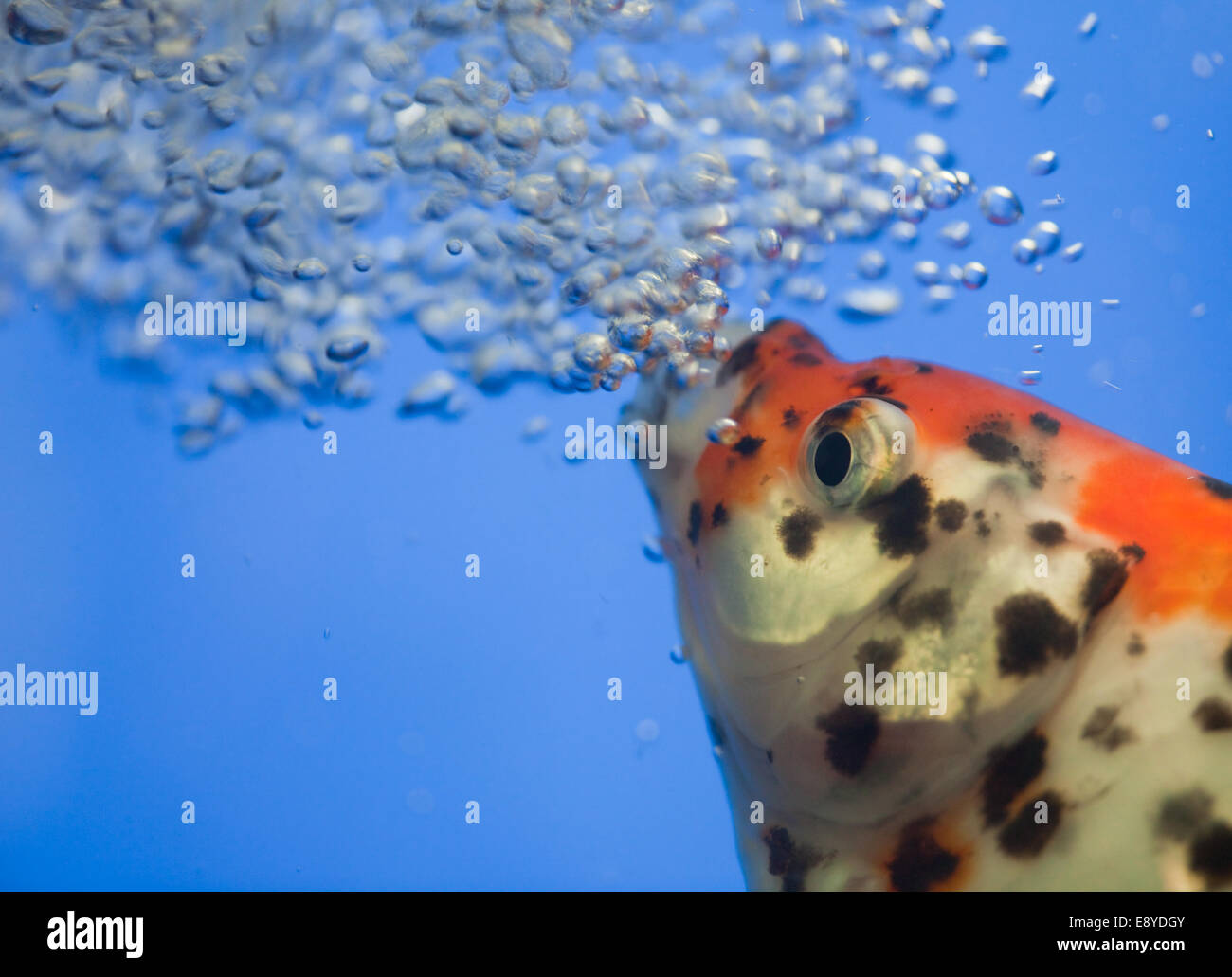 Air bubbles fish hi-res stock photography and images - Alamy