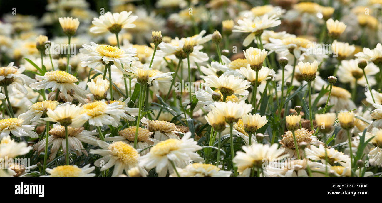 Nat yard hi-res stock photography and images - Alamy