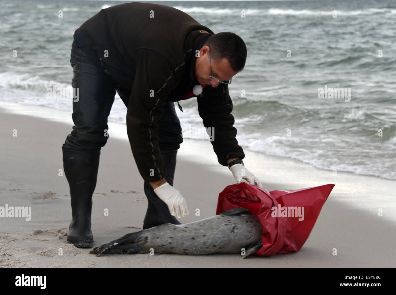 Dying seals hi-res stock photography and images - Alamy
