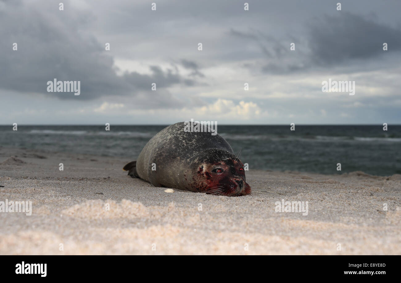 Dying seals hi-res stock photography and images - Alamy