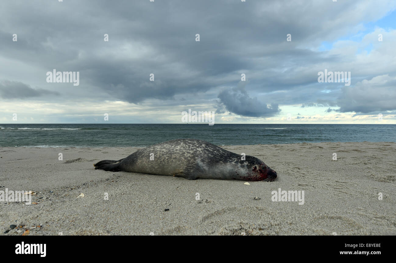 Dying seals hi-res stock photography and images - Alamy