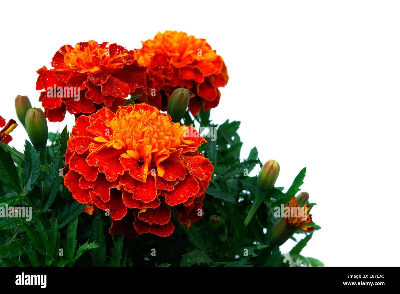 White tagetes hi-res stock photography and images - Alamy