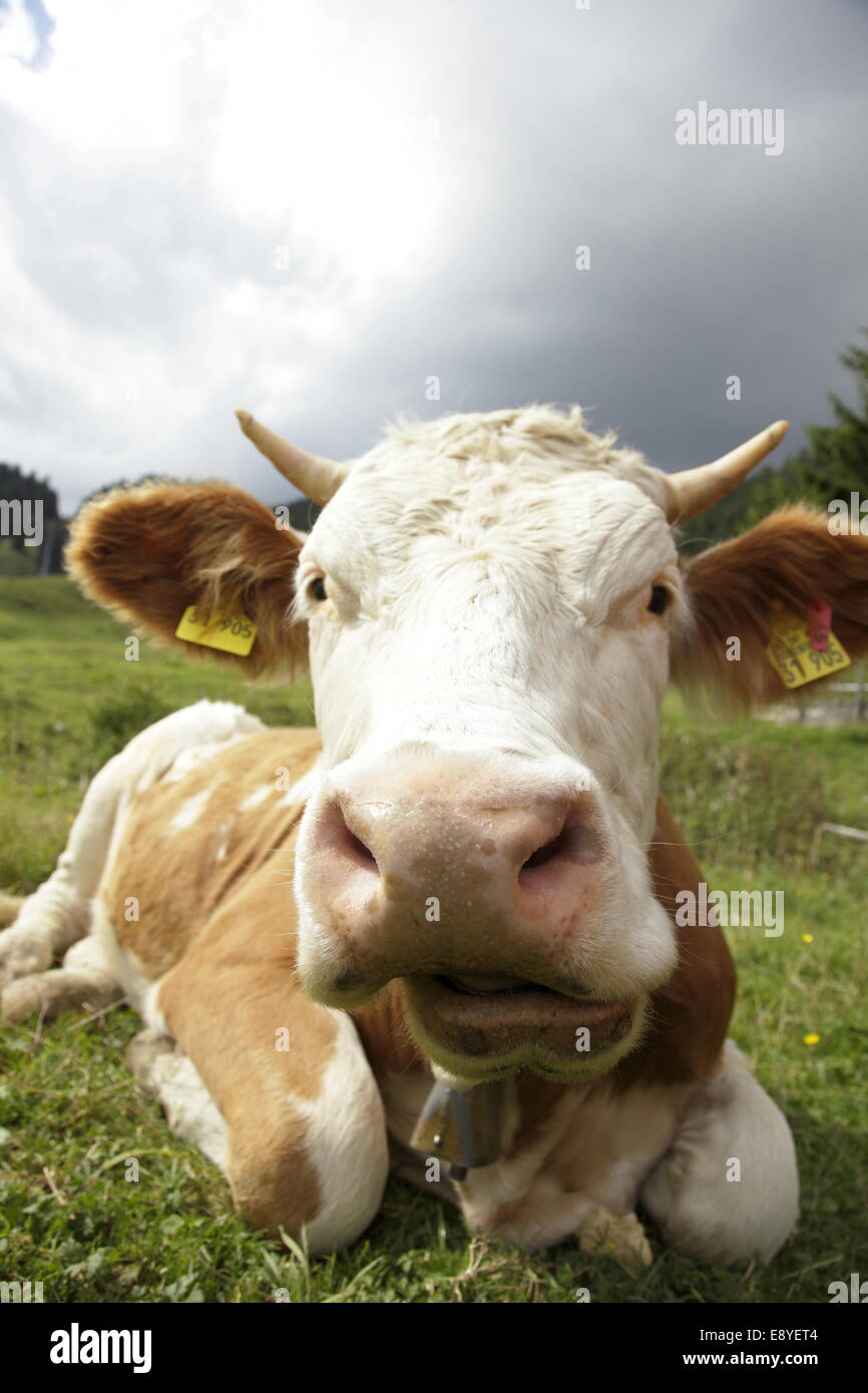 Cow close fell hi-res stock photography and images - Alamy