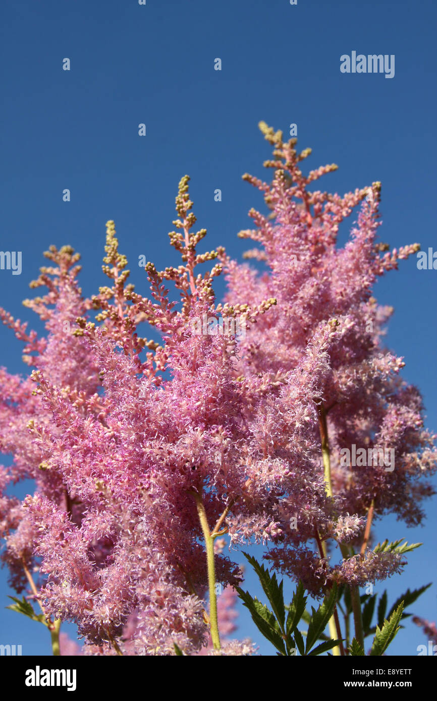 Blue saxifrage hi-res stock photography and images - Alamy