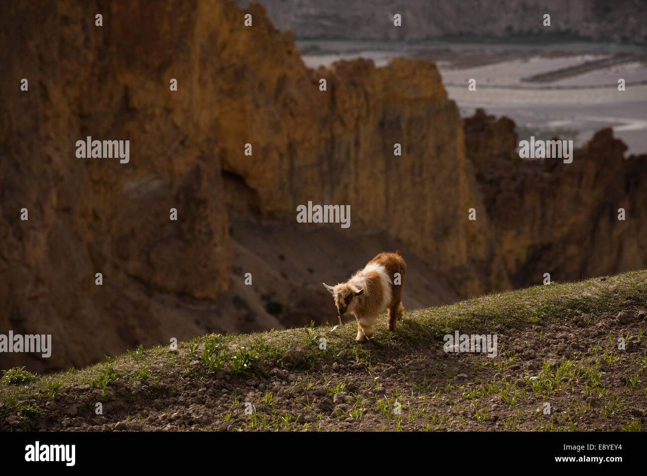 Mountain Goat at Cliff Edge Stock Photo - Alamy