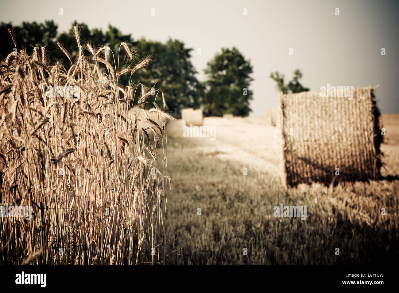 Rolling haystack hi-res stock photography and images - Alamy