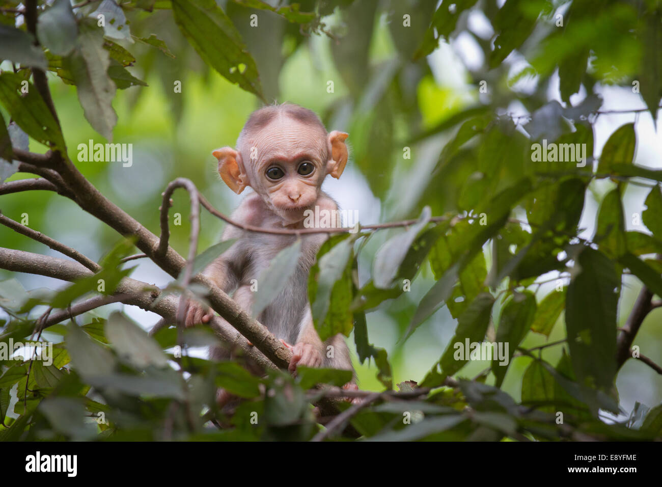 baby monkey look from tree Stock Photo - Alamy