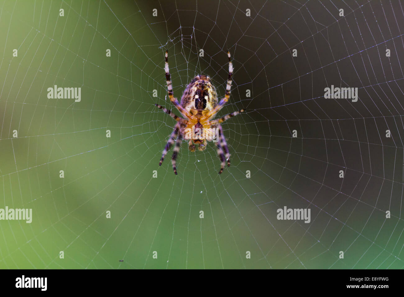 A spider making a web Stock Photo - Alamy