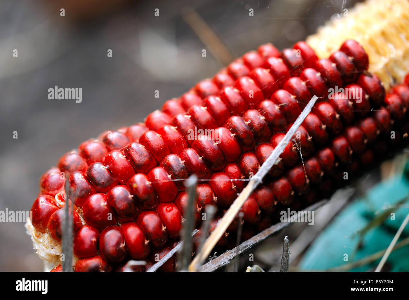Old indian corn hi-res stock photography and images - Alamy