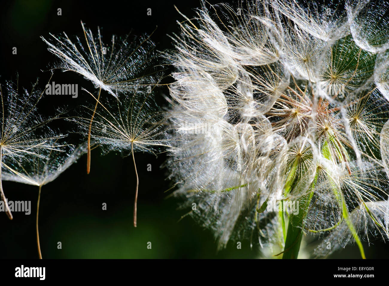 Puffball of seeds hi-res stock photography and images - Alamy
