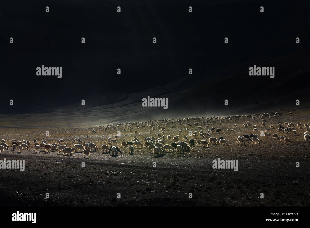 Pashmina Goats and herd of sheep grazing at More plains, Ladakh Stock ...