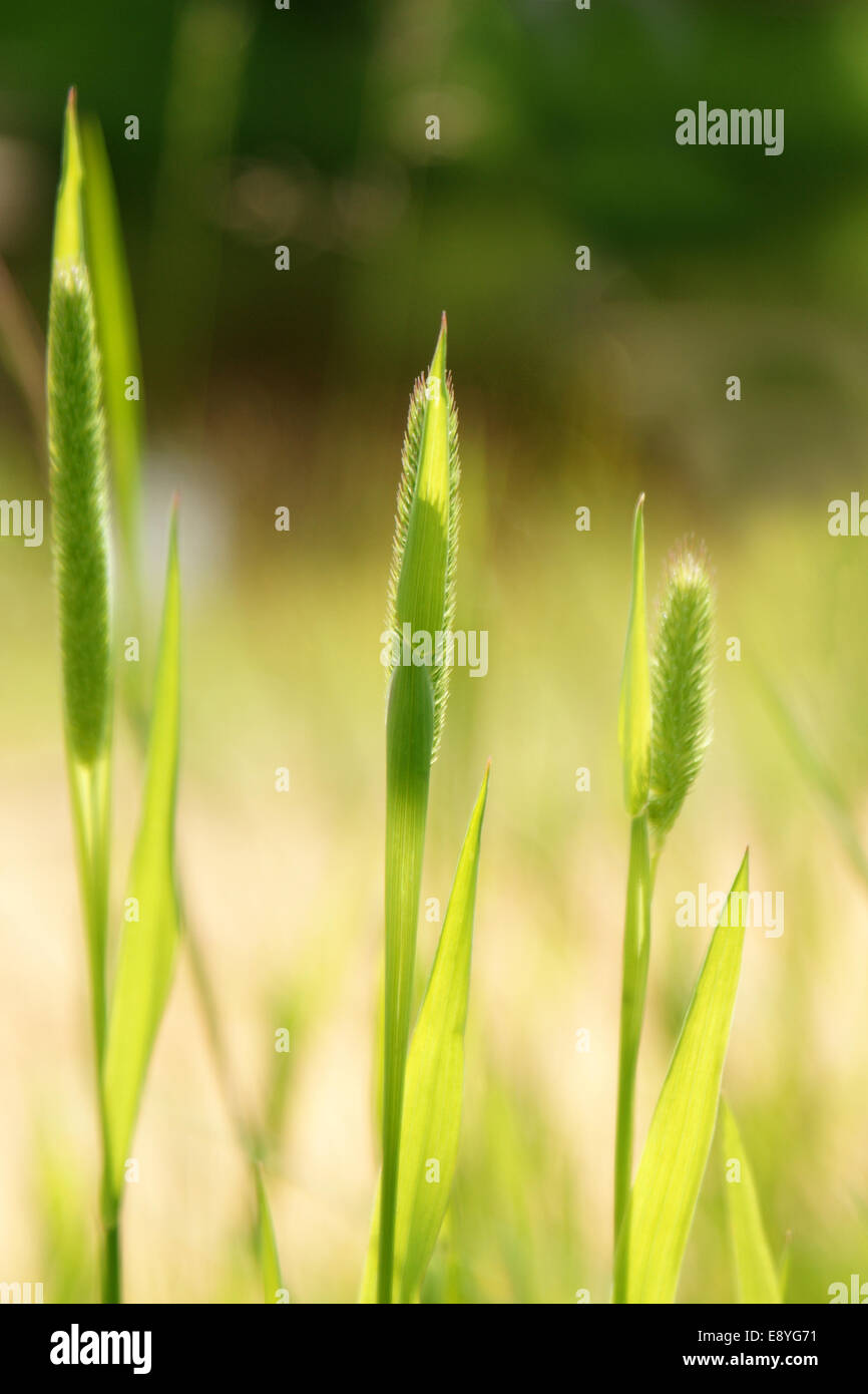 Three ears of barley hi-res stock photography and images - Alamy