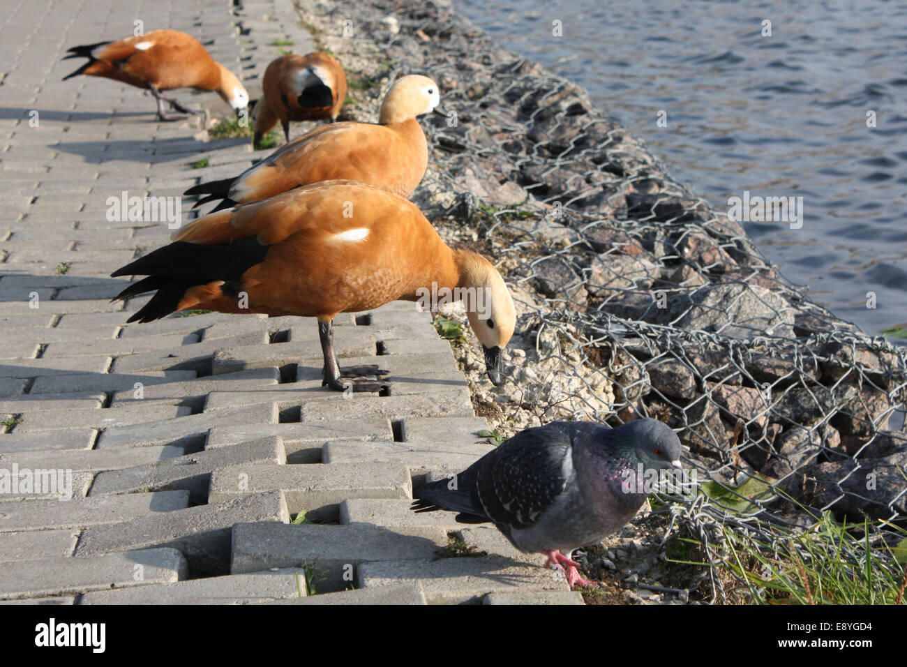 duck and dove Stock Photo - Alamy