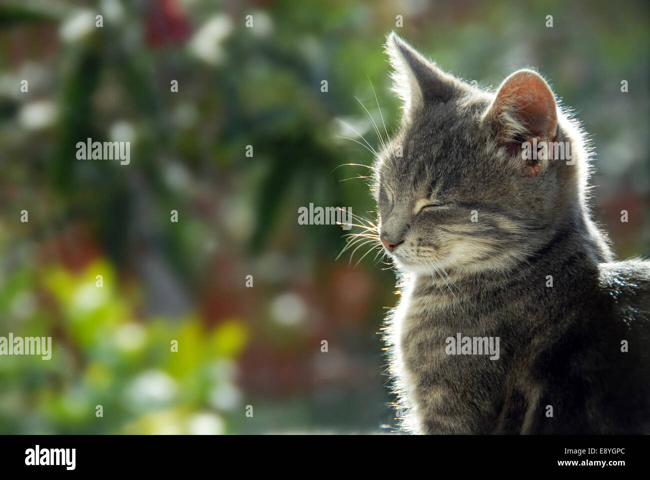Gray cat side view portrait Stock Photo - Alamy