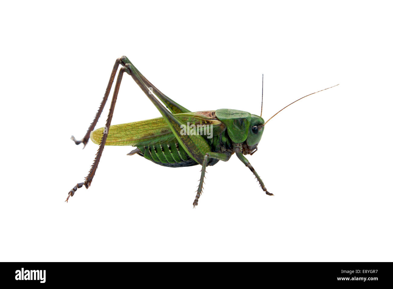 Gryllacridoids hi-res stock photography and images - Alamy