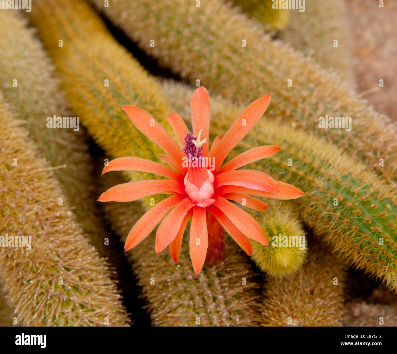 Cleistocactus hi-res stock photography and images - Alamy