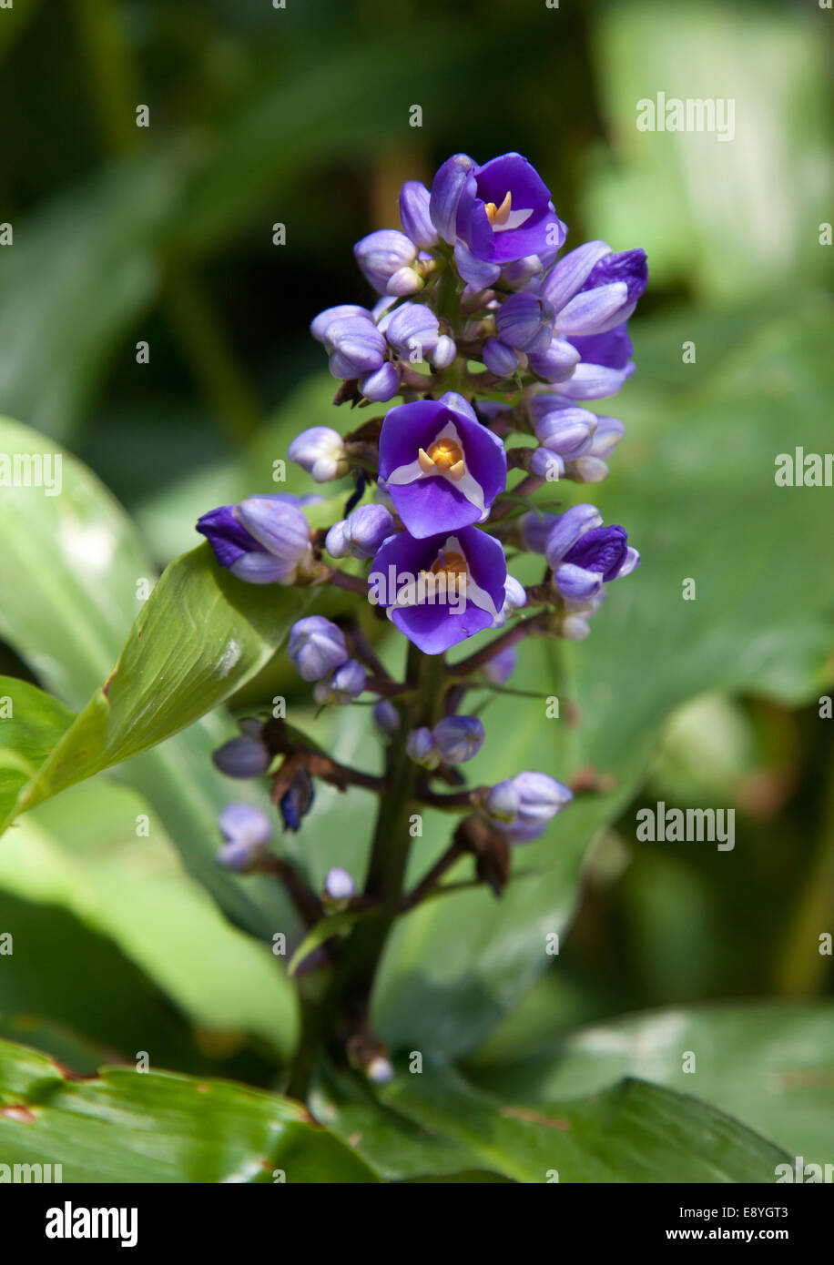 Light ginger color hi-res stock photography and images - Alamy