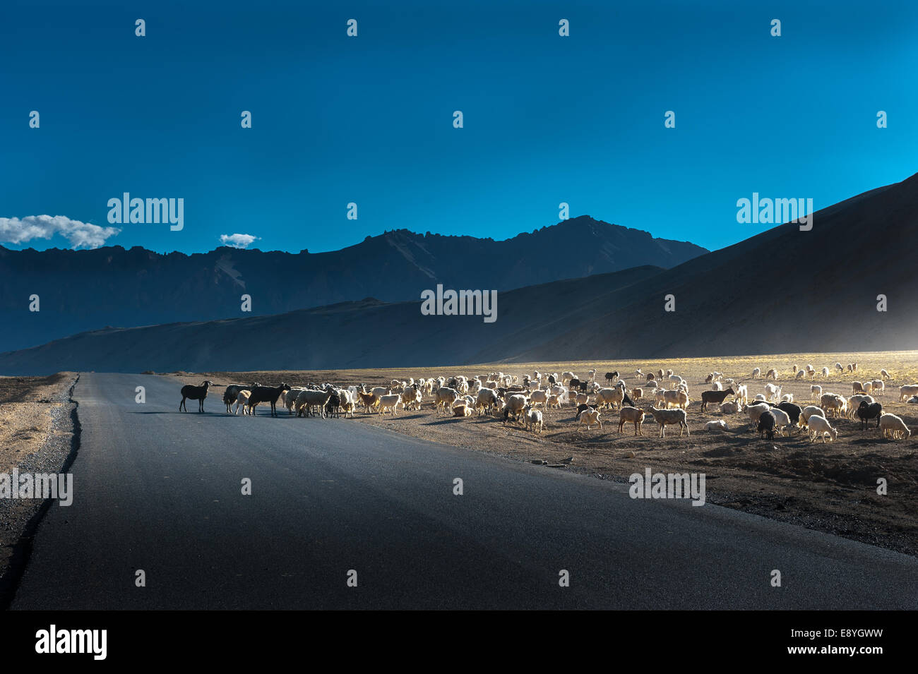 Pashmina Goats and herd of sheep in evening at More plains, Ladakh ...