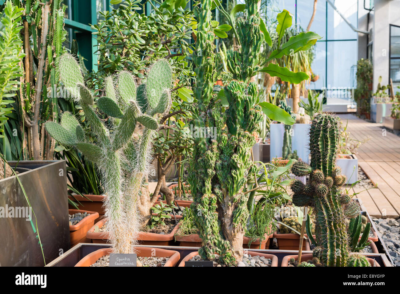 Cacti in flower pots hi-res stock photography and images - Alamy