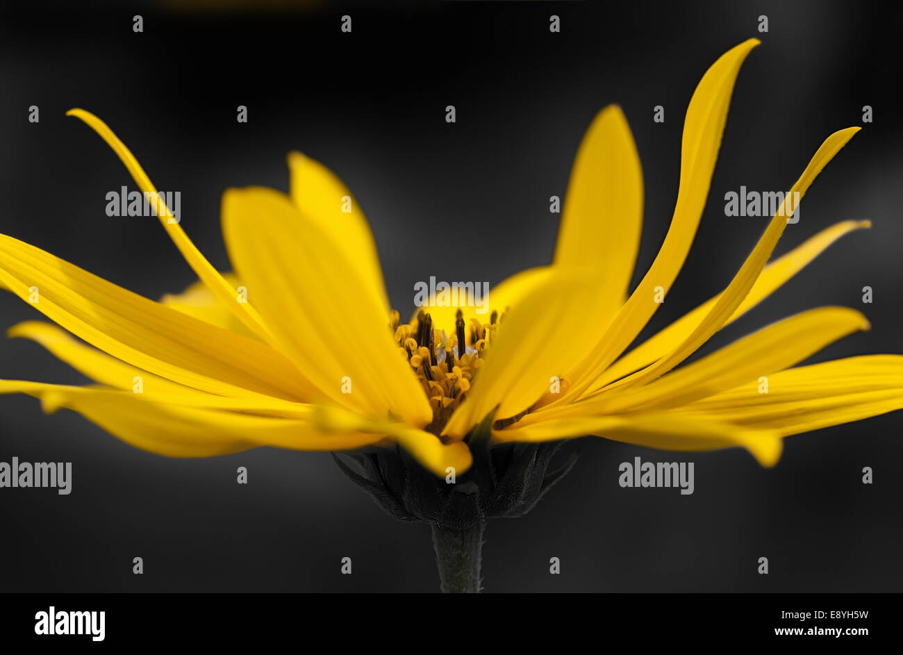 Sunflower heli hi-res stock photography and images - Alamy
