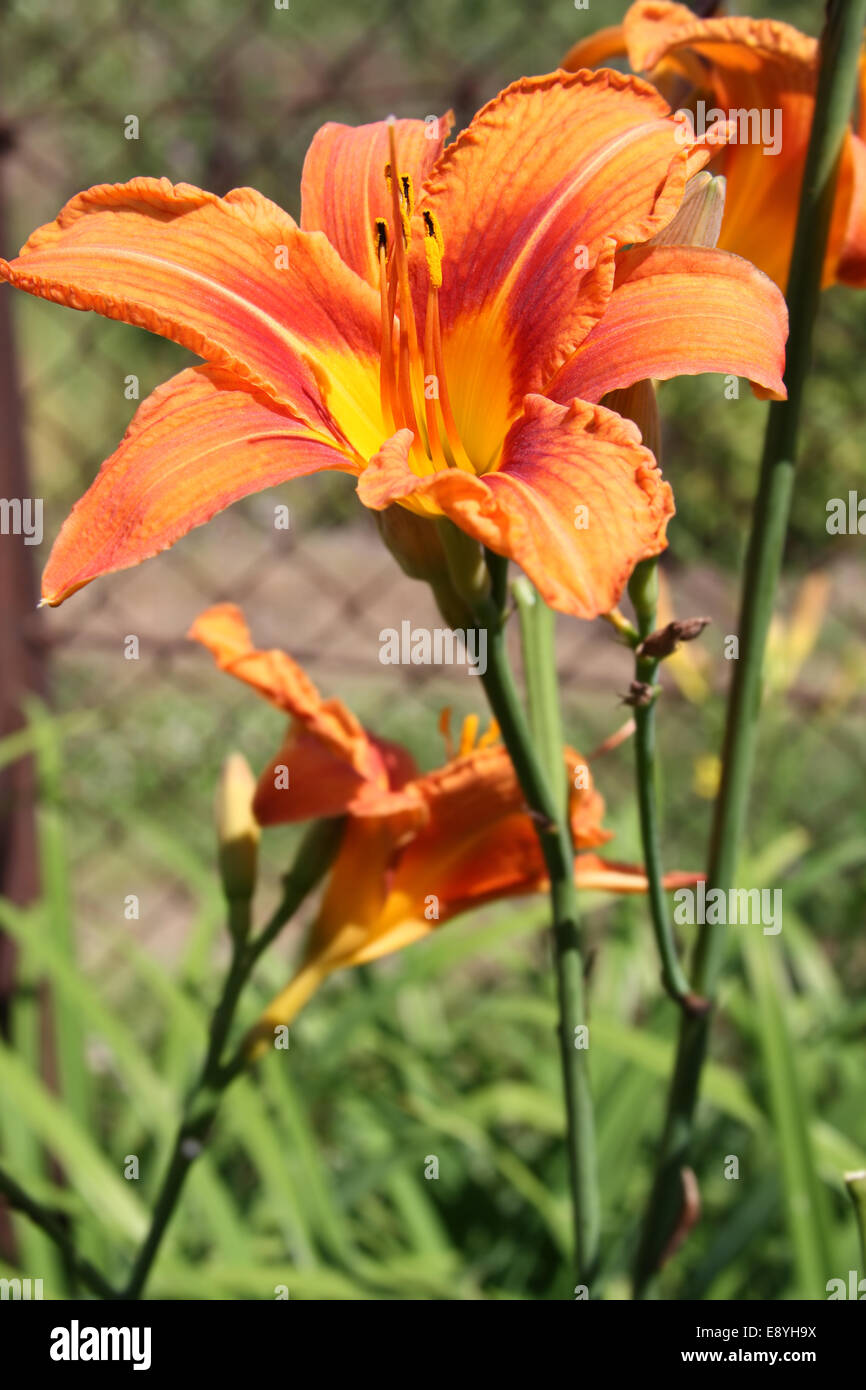 Orange lily bloom in the garden Stock Photo - Alamy