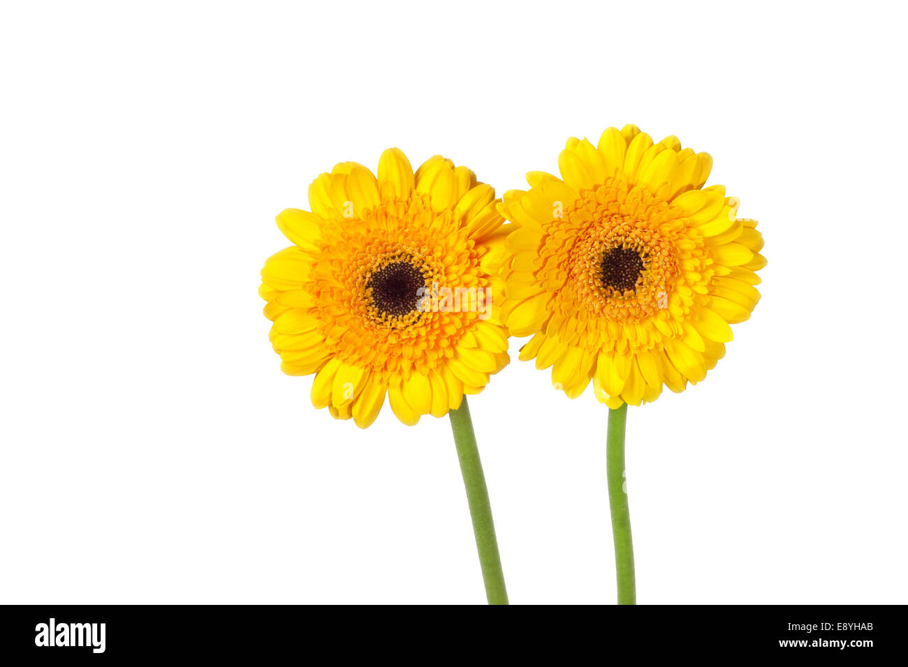 Gerber blumen hi-res stock photography and images - Alamy