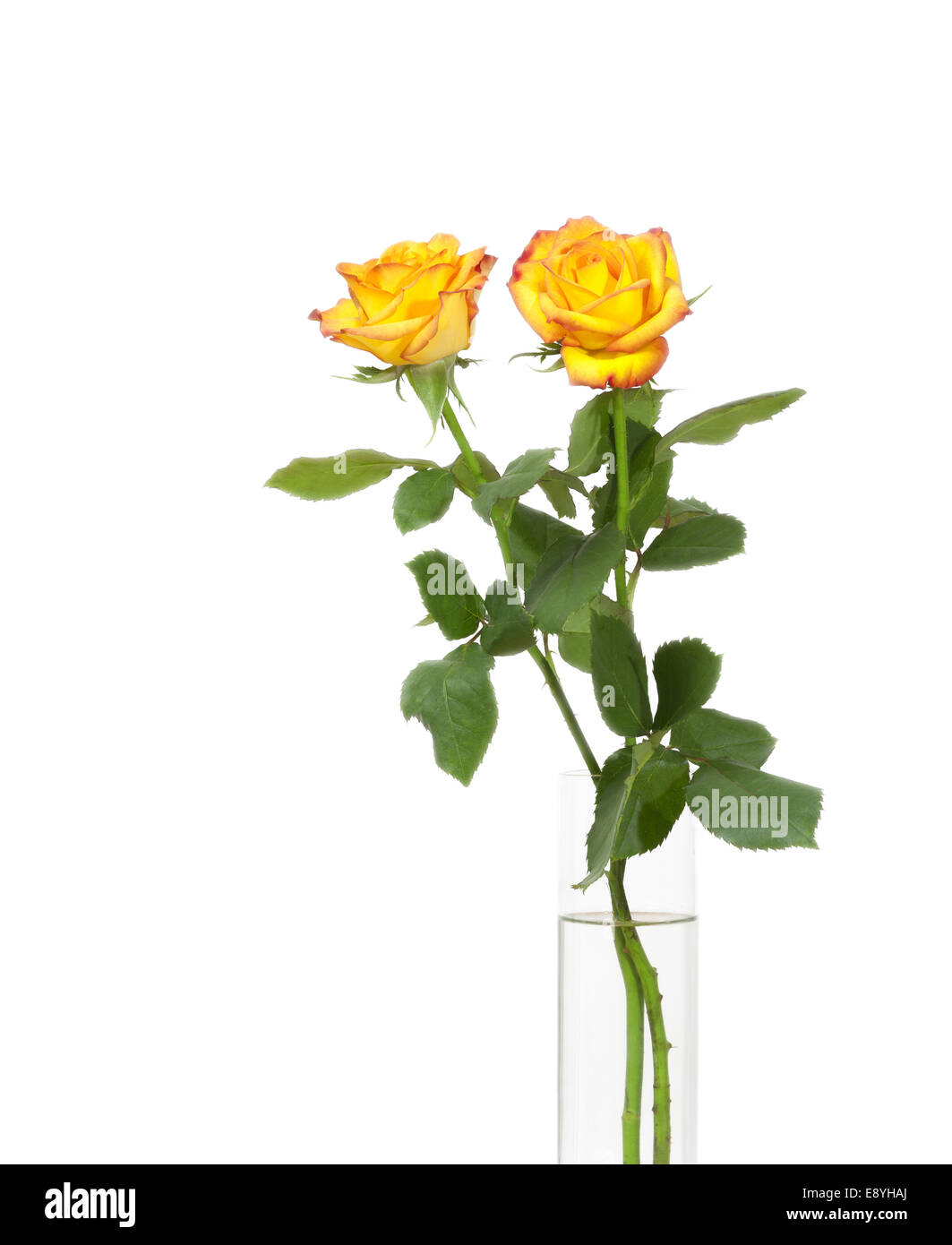 Rose spray pattern Cut Out Stock Images & Pictures - Alamy