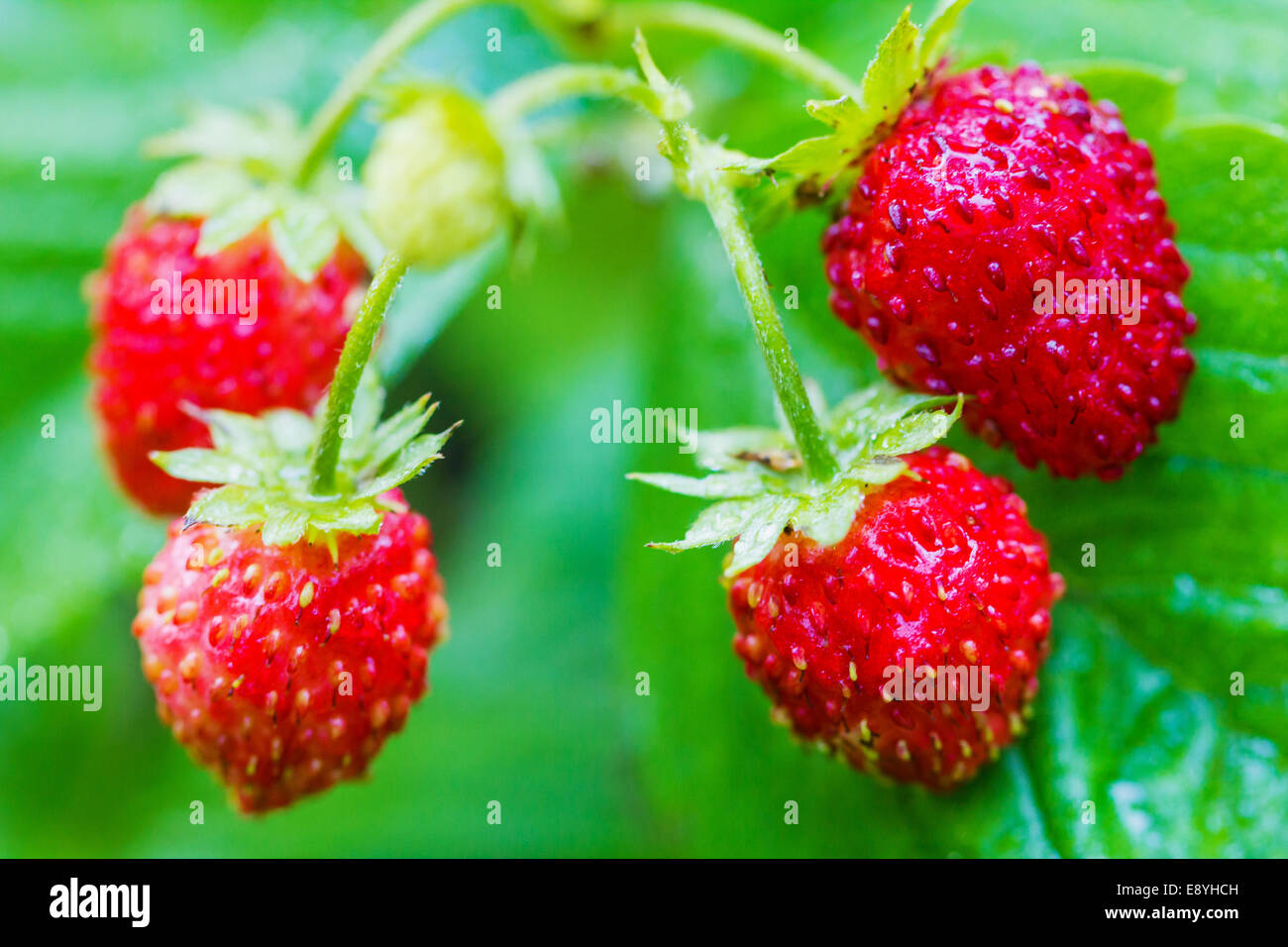 Wild strawberry in nature close up Stock Photo - Alamy