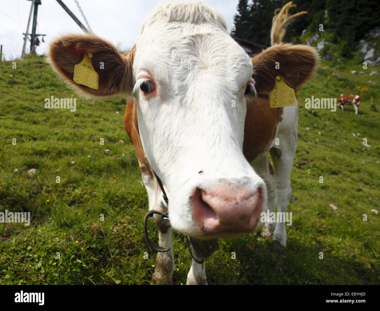 Milchkuh sommer hi-res stock photography and images - Alamy