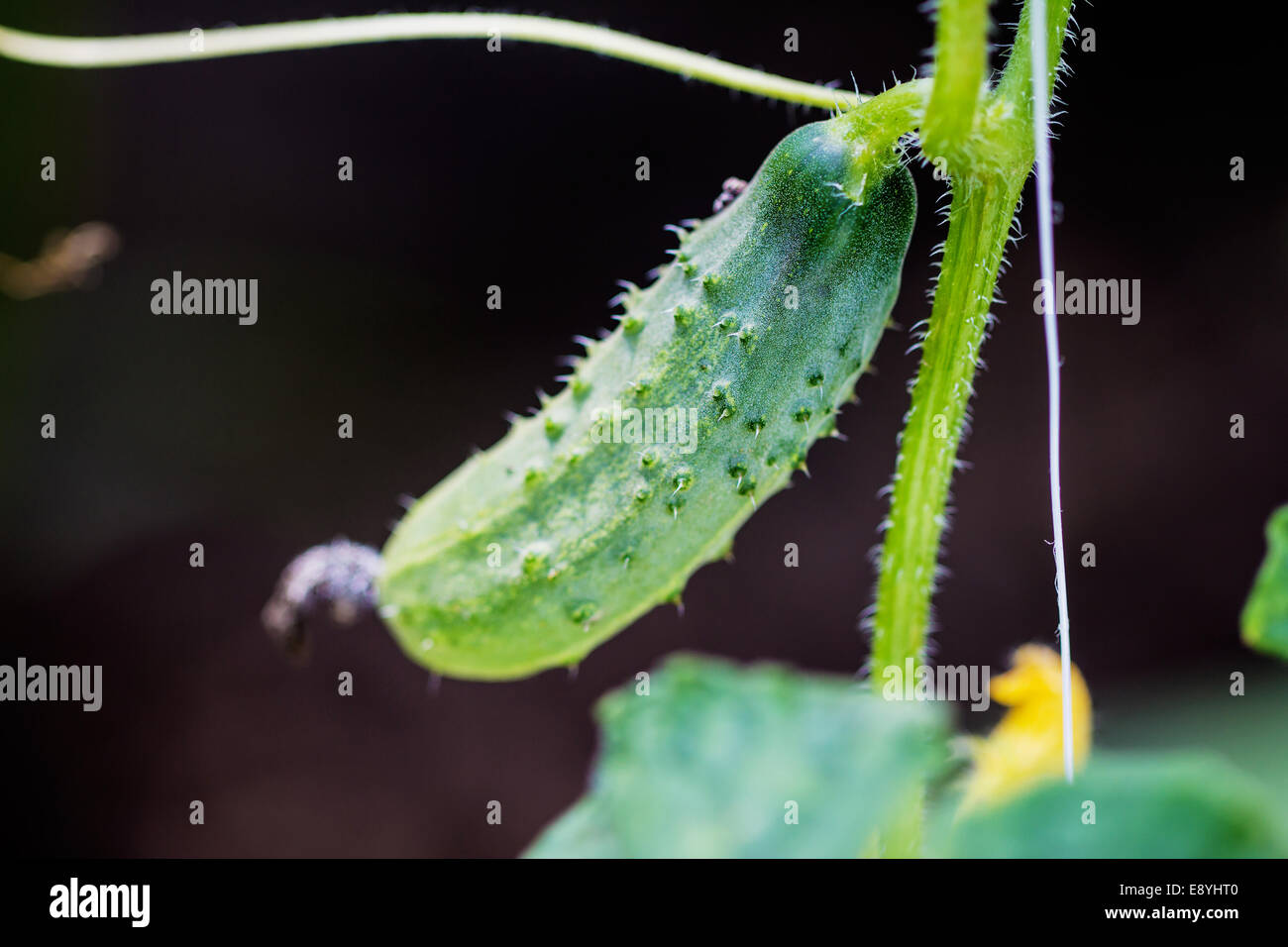 Fresh cucumber plant hi-res stock photography and images - Alamy